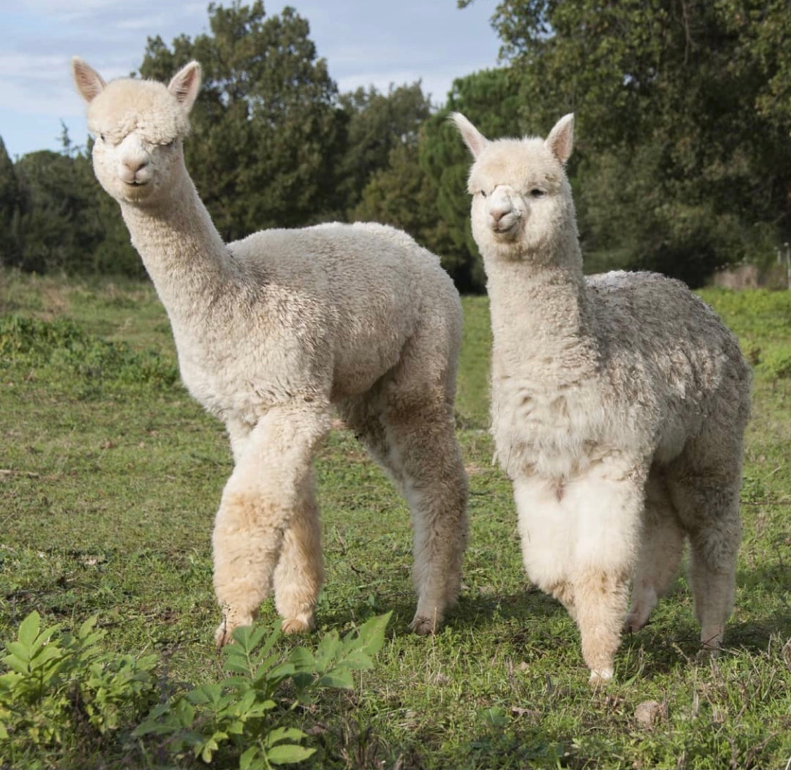 Is Alpaca Wool Hypoallergenic? - Learn If You have Allergenic Issues ...